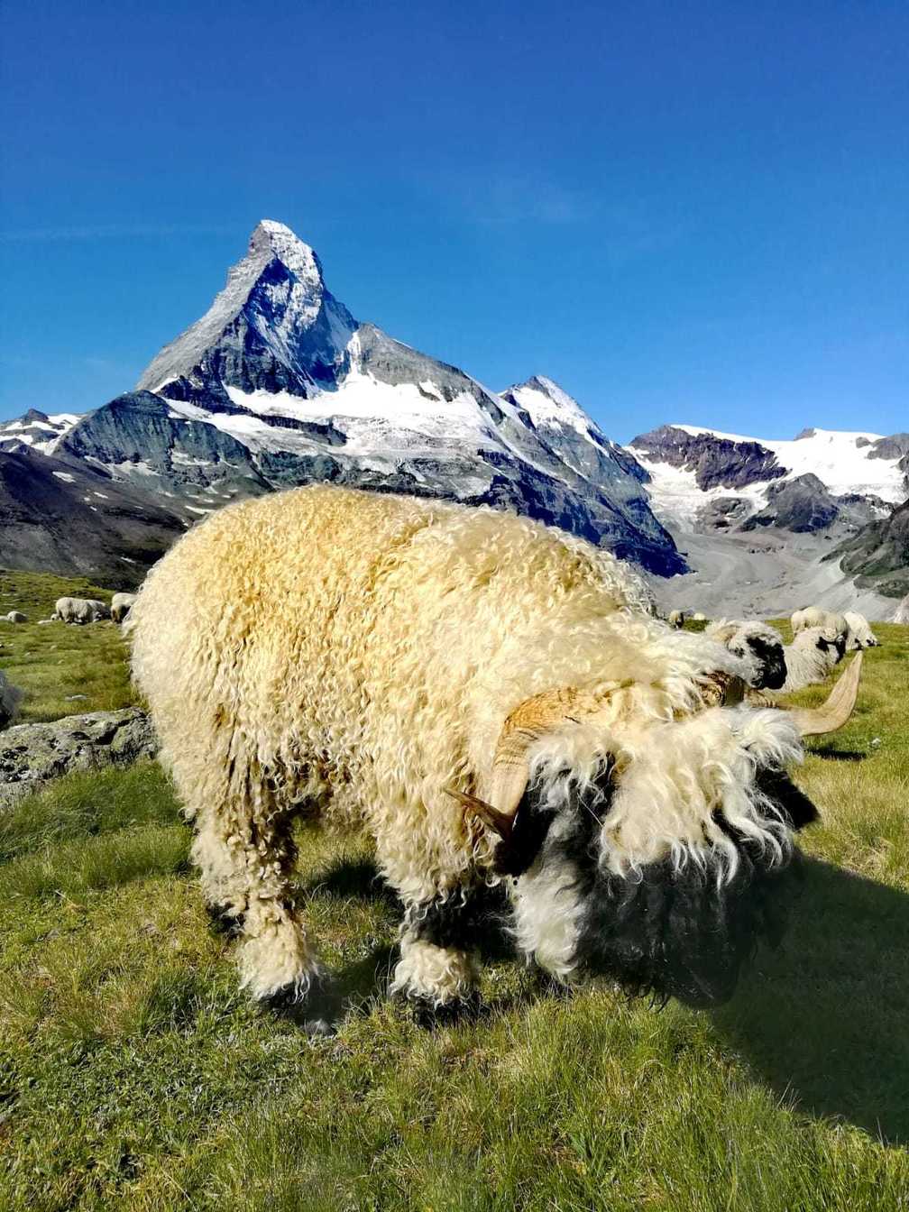 Rando chamonix zermatt - De Chamonix à Zermatt 7 jours - Randonnée ...